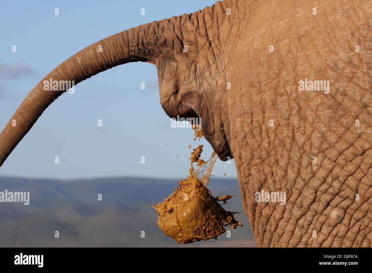 Deficating African Elephant Stock Photo - Alamy