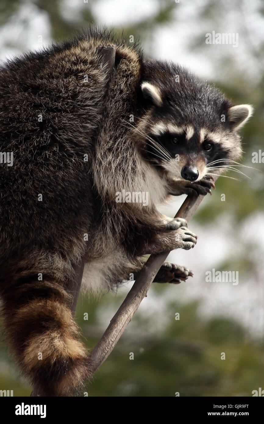 Grey Racoon High Resolution Stock Photography and Images - Alamy