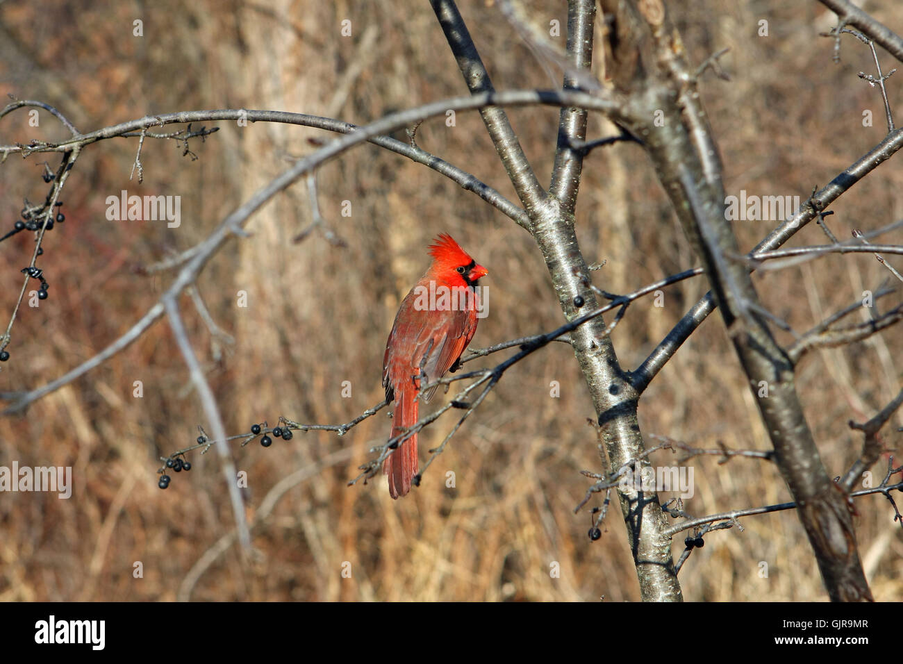 Cardinal Cardinalidae male Stock Photo - Alamy
