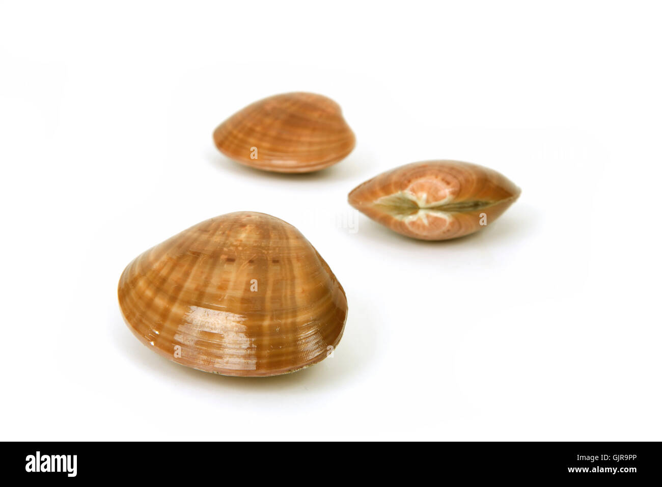 Live clams hi-res stock photography and images - Alamy
