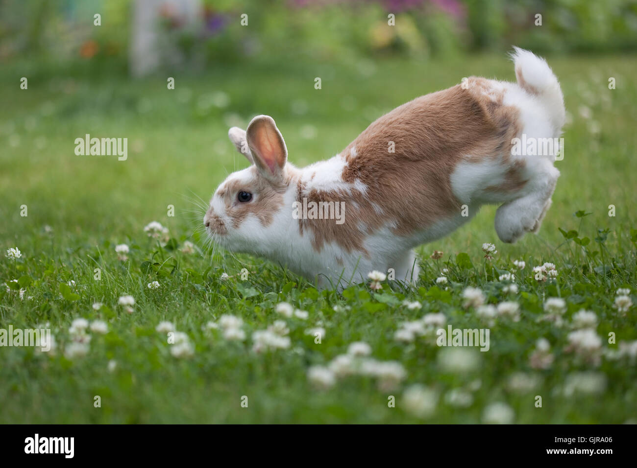 Brown rabbit jumping hi-res stock photography and images - Alamy