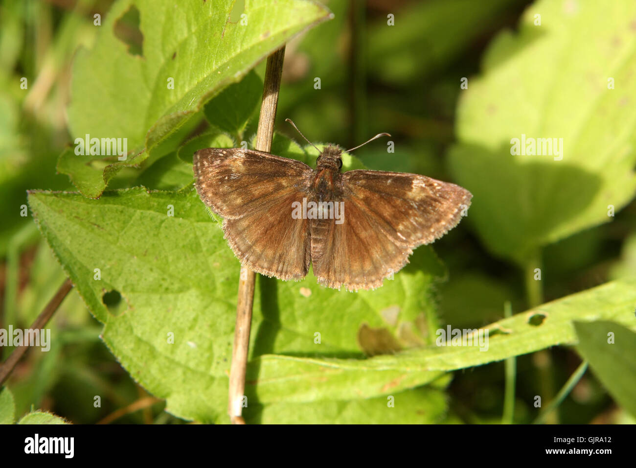 Wild Indigo Duskywing Butterfly Stock Photo - Alamy