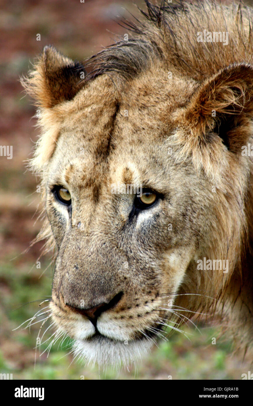 Lion: Close-up 1 Stock Photo - Alamy