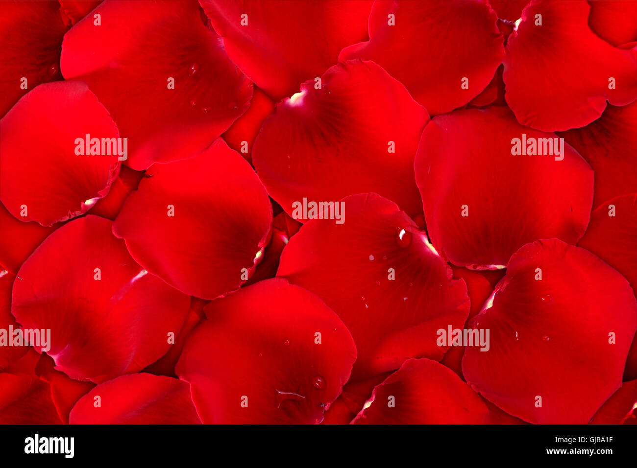 Background dark red of rose petals Stock Photo - Alamy