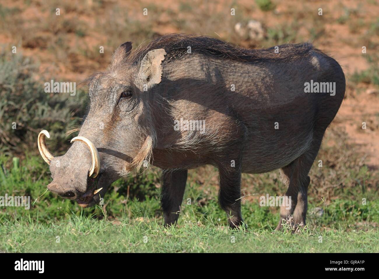 Warthog Snout Tusks High Resolution Stock Photography and Images - Alamy