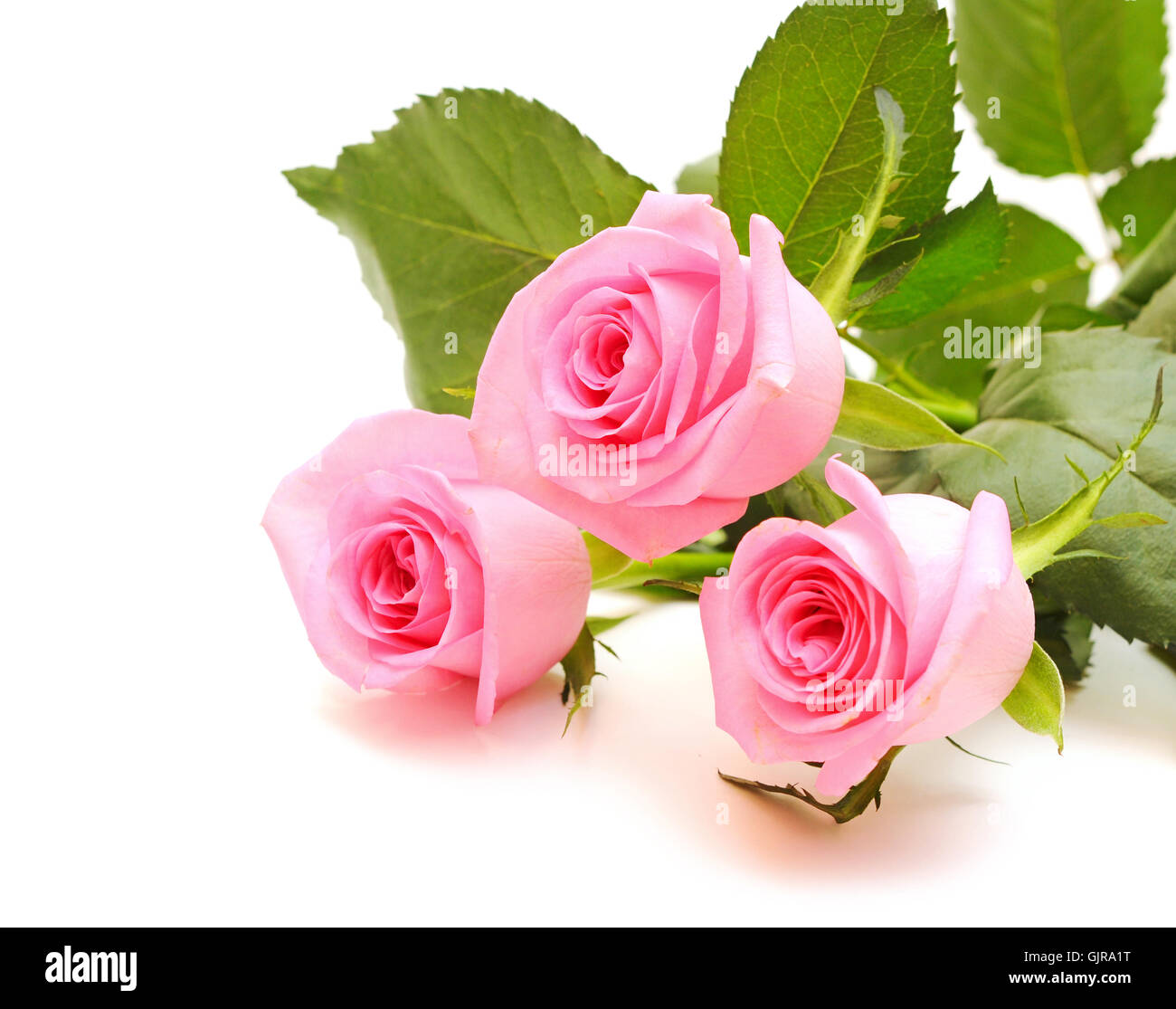 flower of pink roses on white background Stock Photo - Alamy