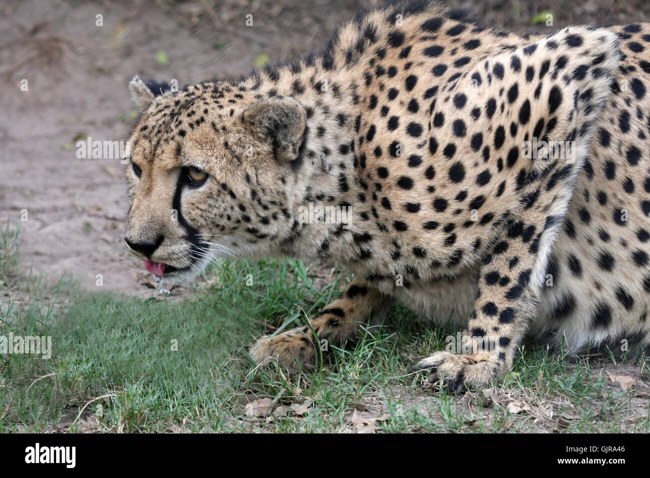 Crouching beast hi-res stock photography and images - Alamy