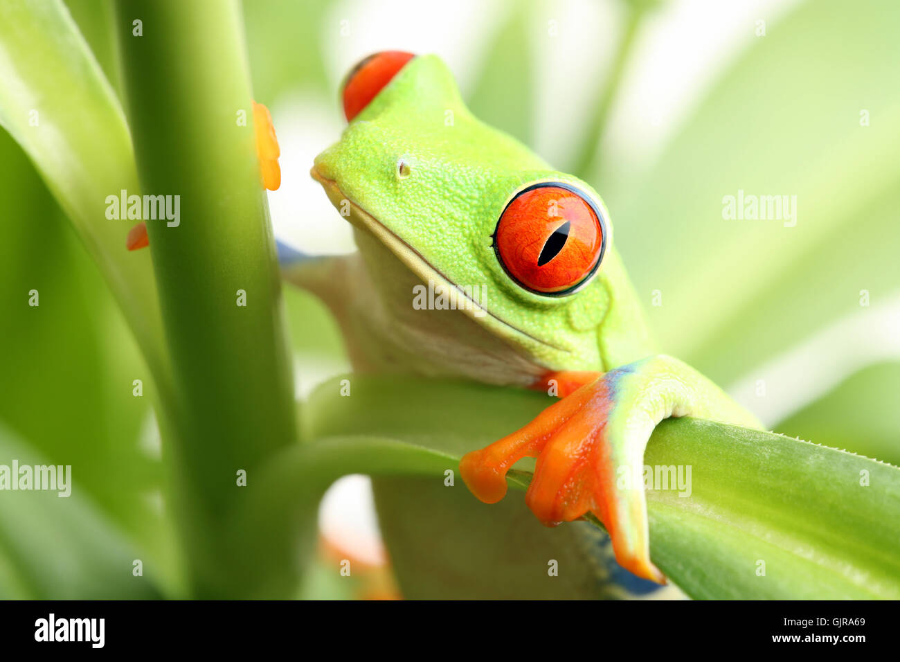 isolated animal amphibian Stock Photo - Alamy