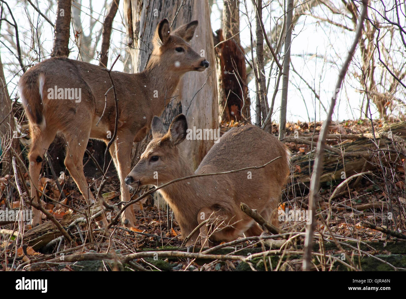 White-tailed Deer Odocoileus virginianus Stock Photo - Alamy