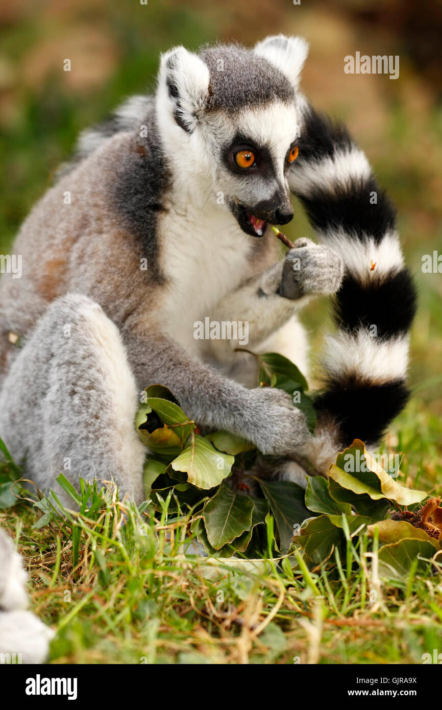 Monkey Zoo High Resolution Stock Photography and Images - Alamy