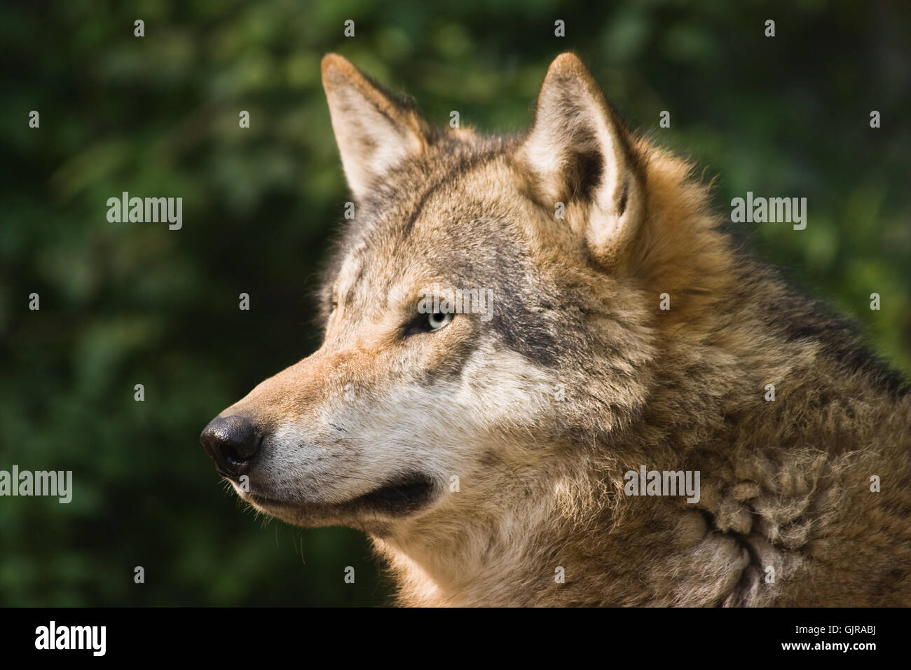 Wildlife undomesticated animals mammals alert predator hi-res stock ...