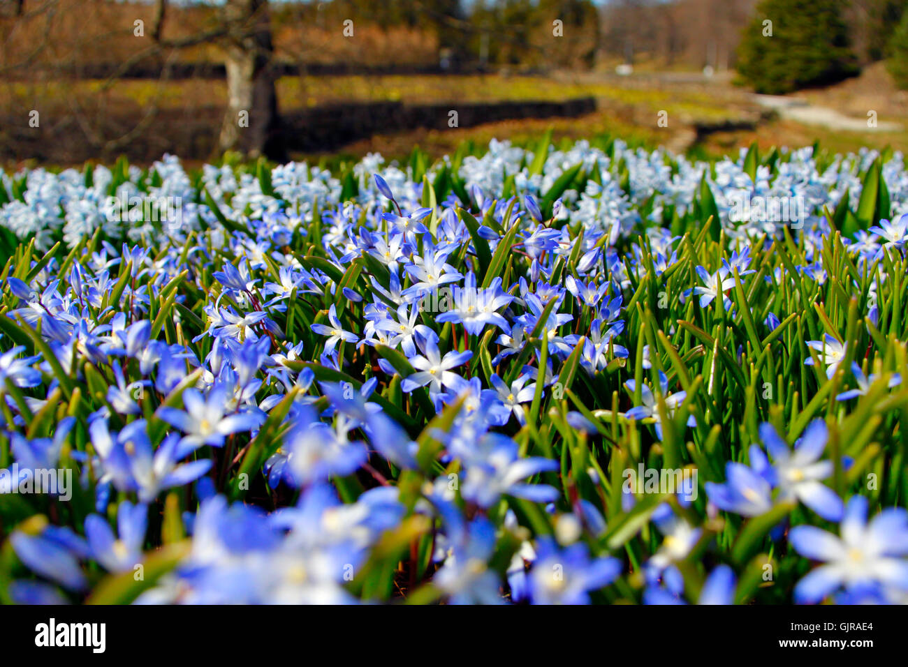 Blue spring flowers Stock Photo - Alamy
