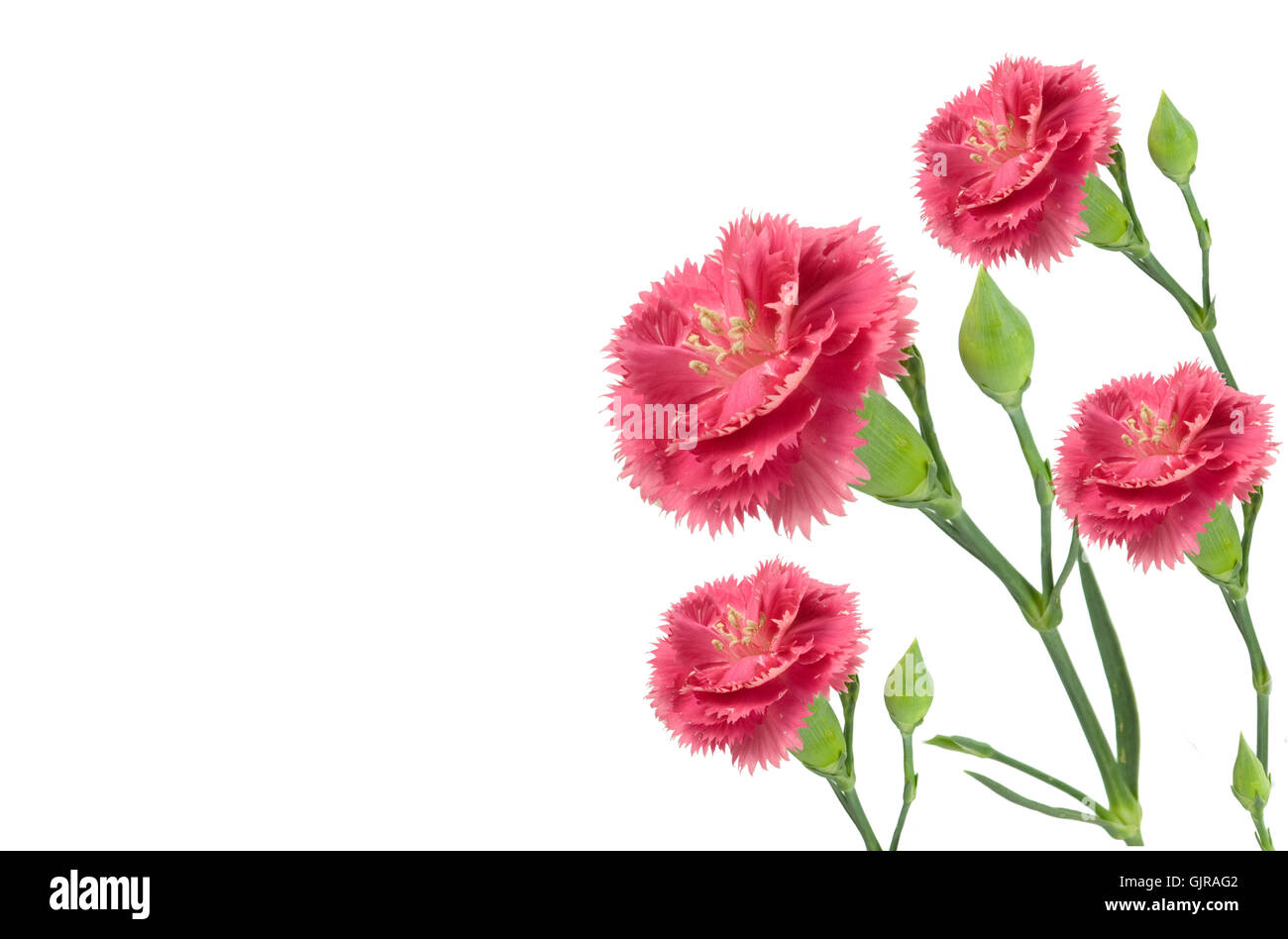 isolated flower plant Stock Photo - Alamy