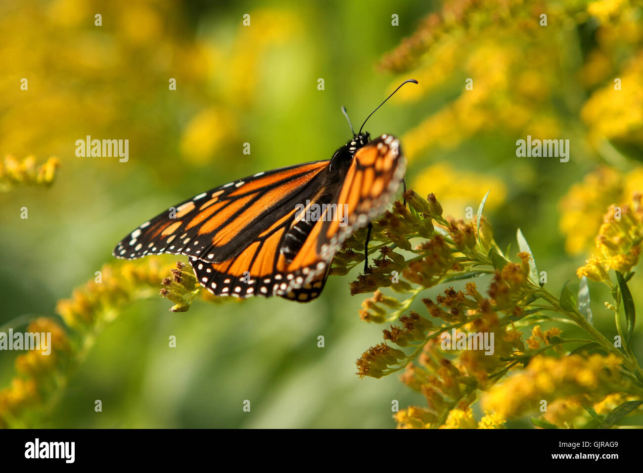 Monarch Butterfly Danaus plexippus Stock Photo - Alamy