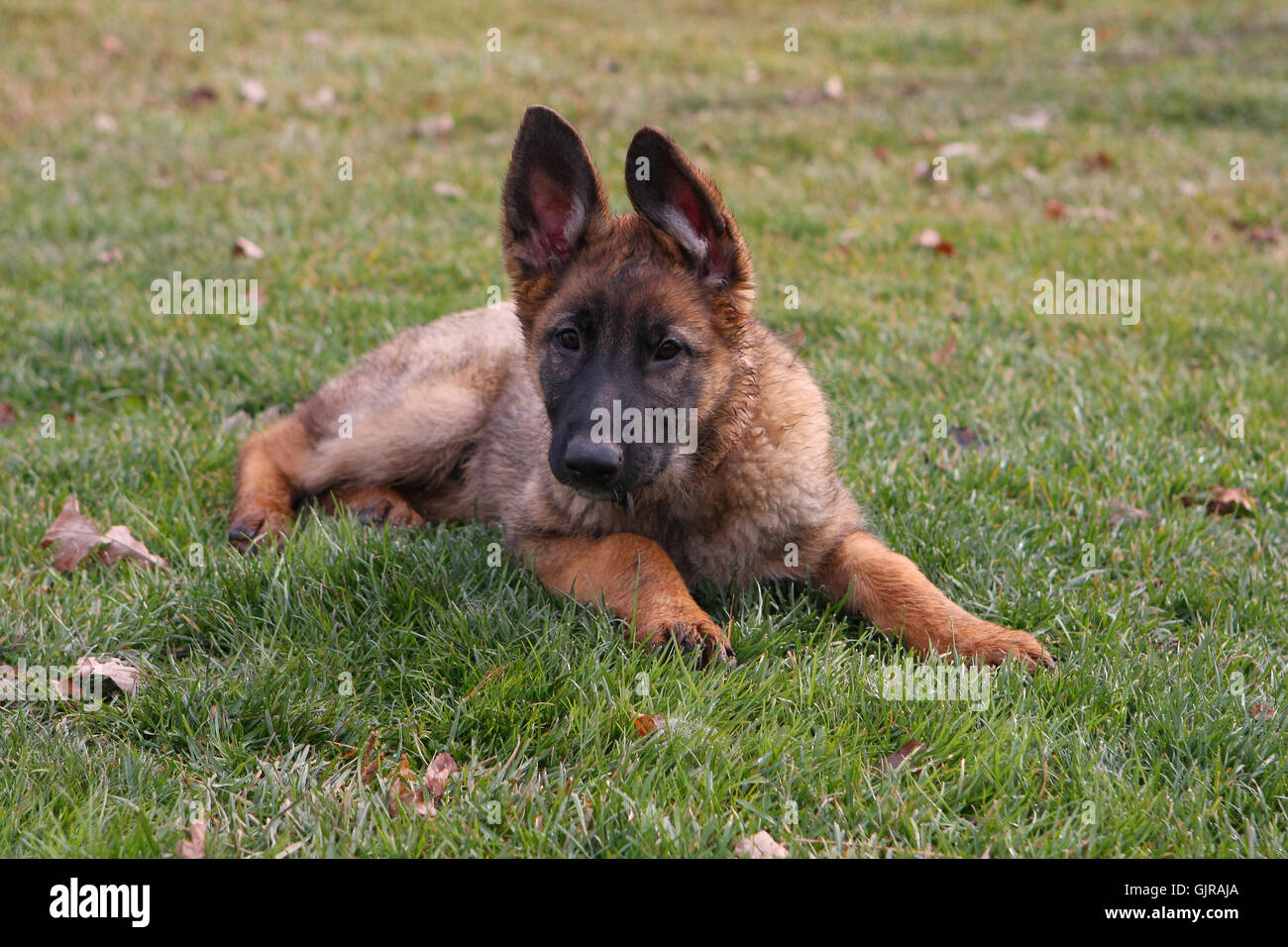 German Shepherd Dog Puppy Stock Photo - Alamy