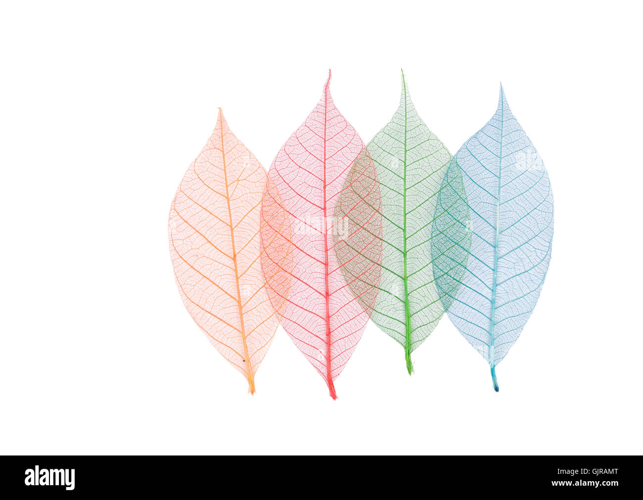 Leaf vein skeleton hi-res stock photography and images - Alamy