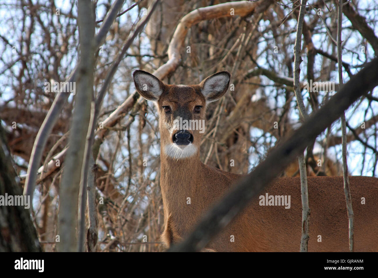 White-tailed Deer Odocoileus virginianus Stock Photo - Alamy