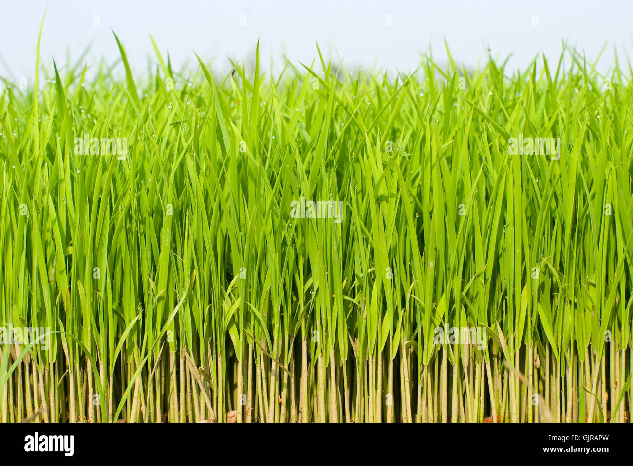 Growing fresh grass Stock Photo - Alamy