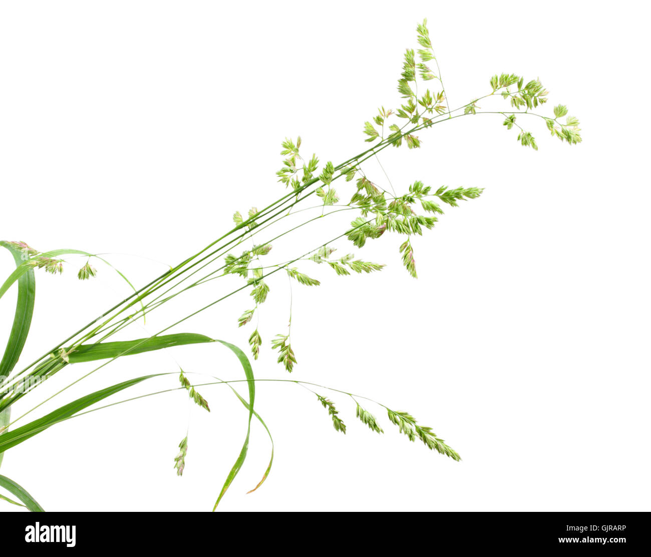 Background with single branch of green grass Stock Photo - Alamy