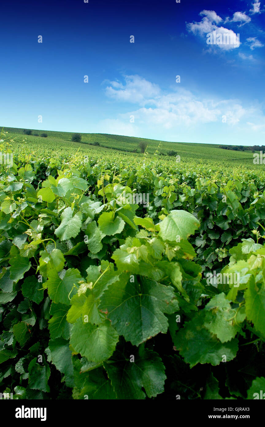 blue orange men Stock Photo - Alamy