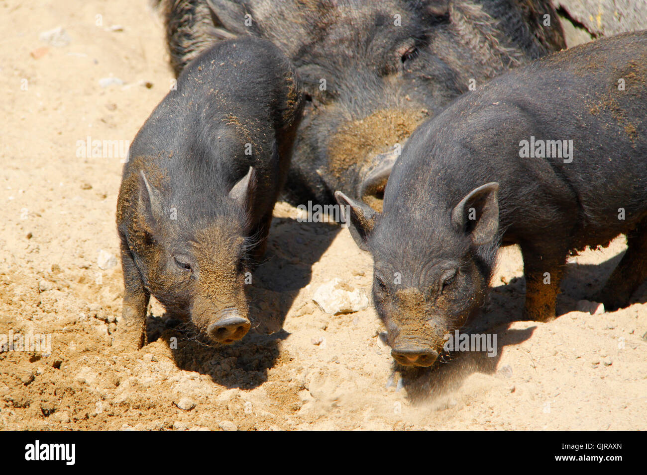 Black farm hi-res stock photography and images - Alamy