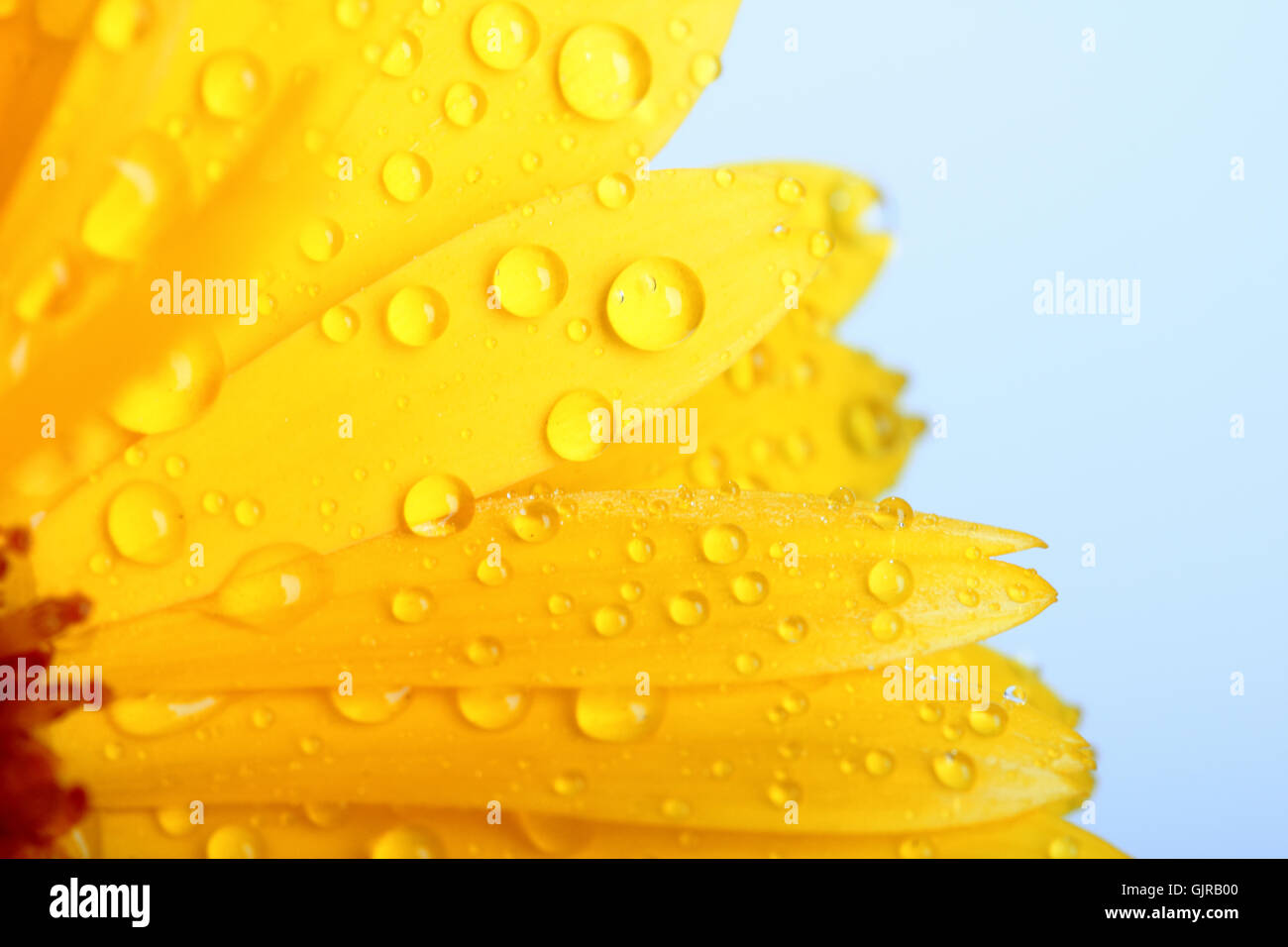 Single orange flower calendula hi-res stock photography and images - Alamy