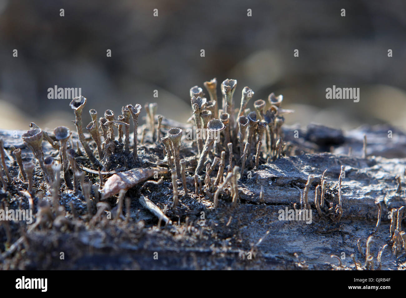 Pyxie hi-res stock photography and images - Alamy