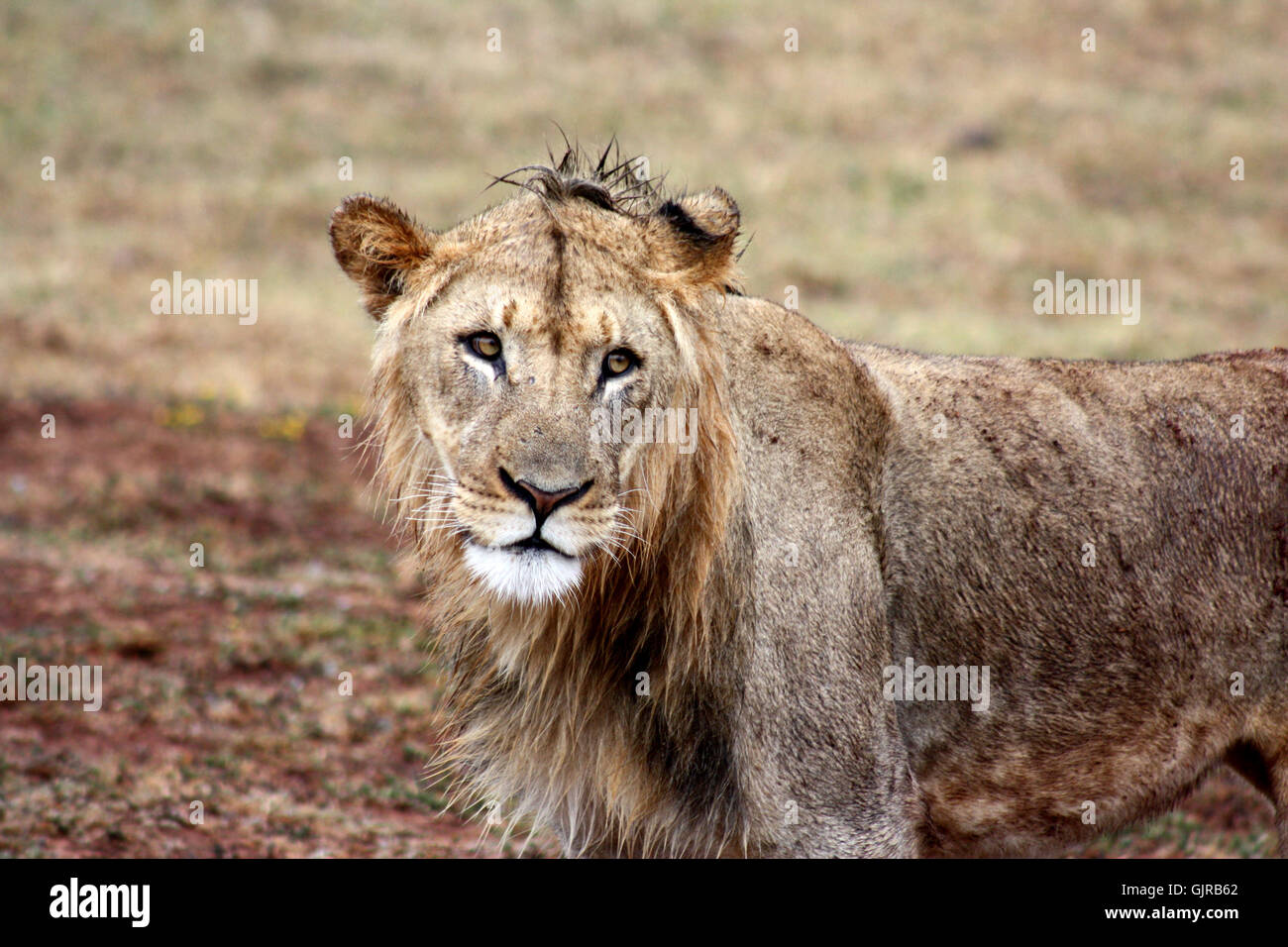 Young Male Lion Stock Photo - Alamy