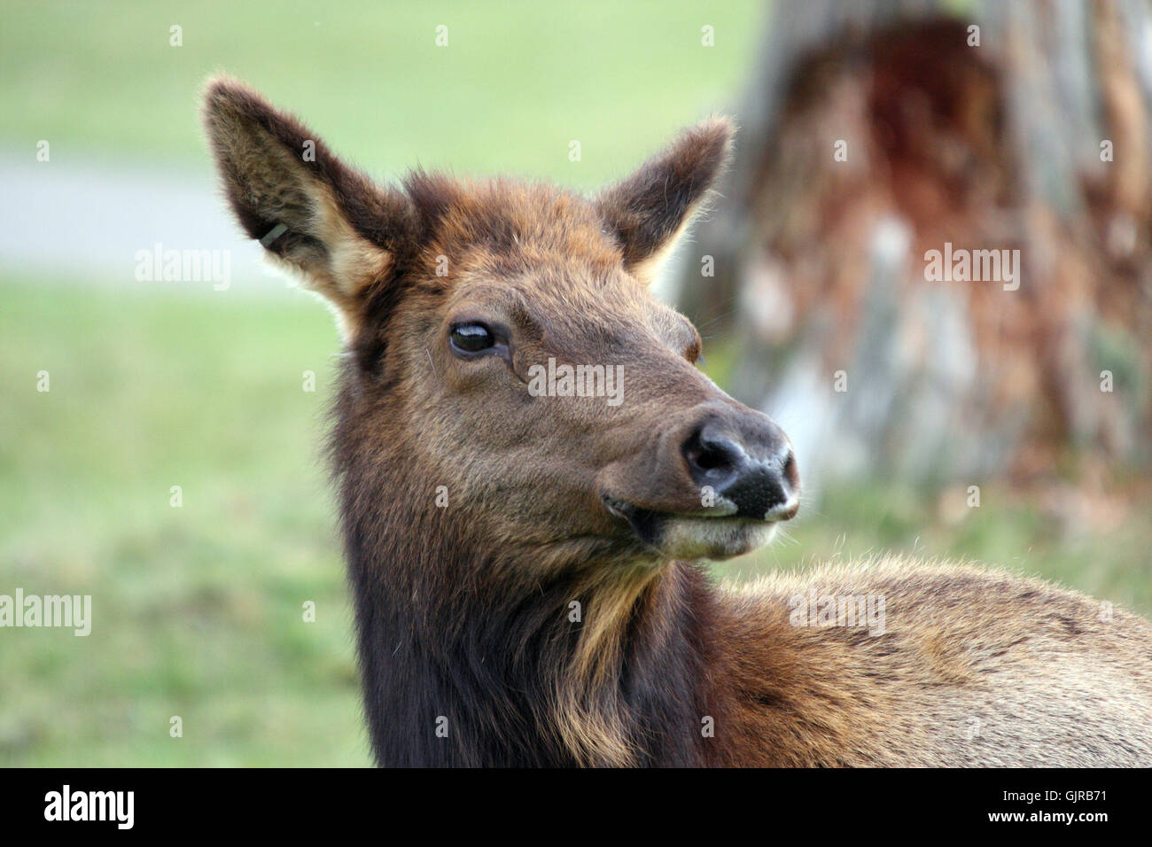 Elk zoo hi-res stock photography and images - Alamy
