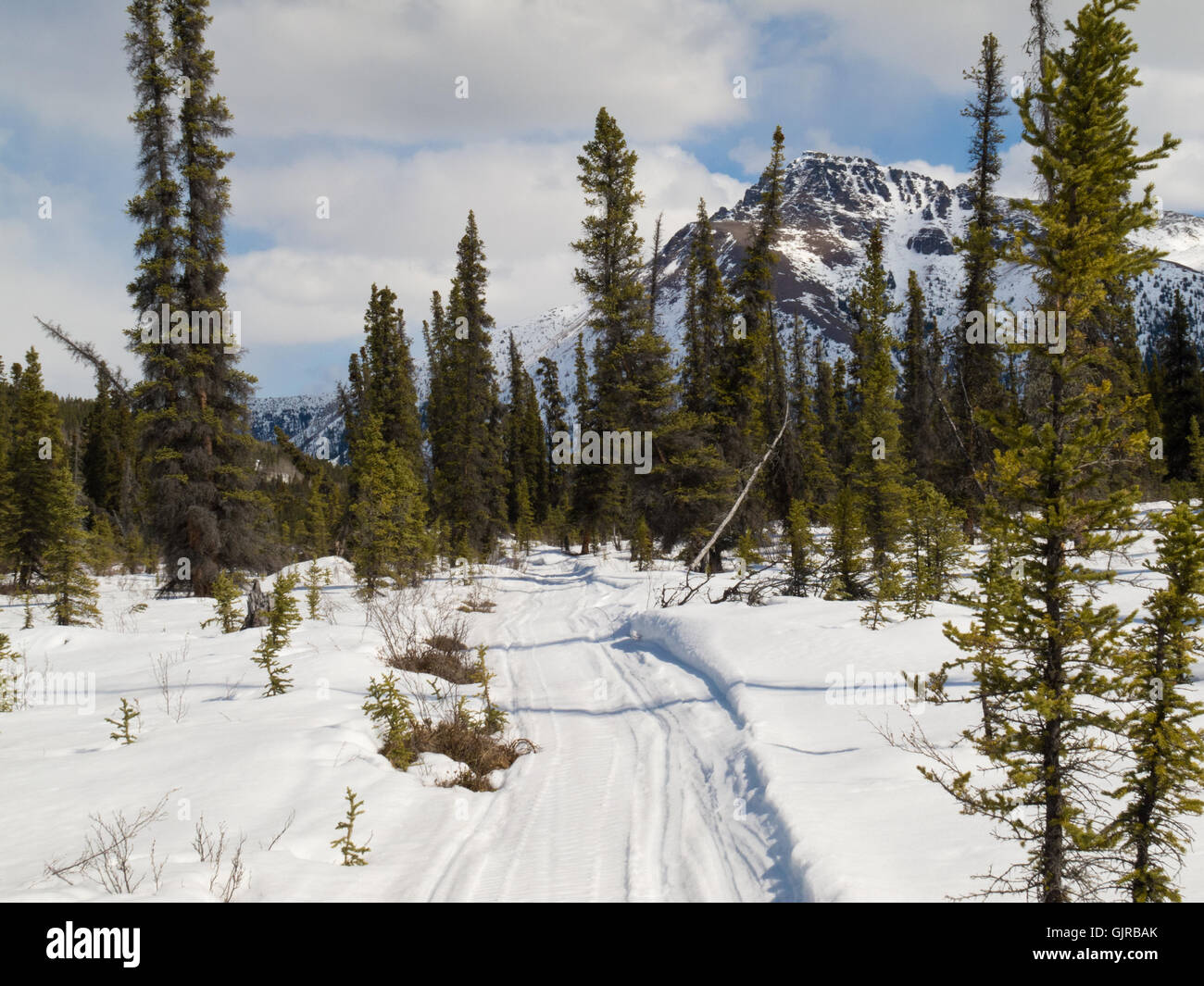 Well used winter trail in boreal forest Stock Photo - Alamy