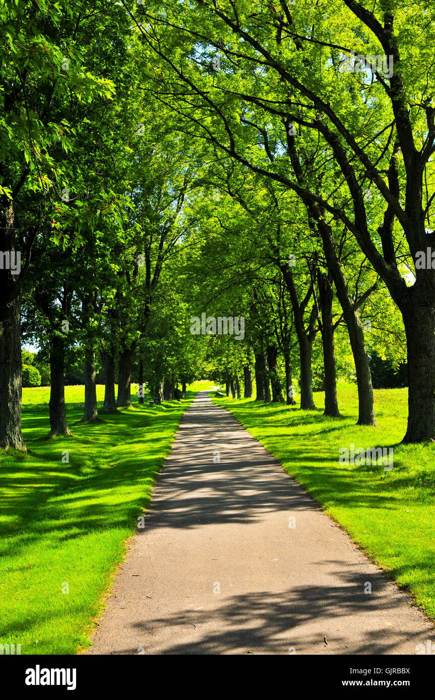 tree trees park Stock Photo - Alamy