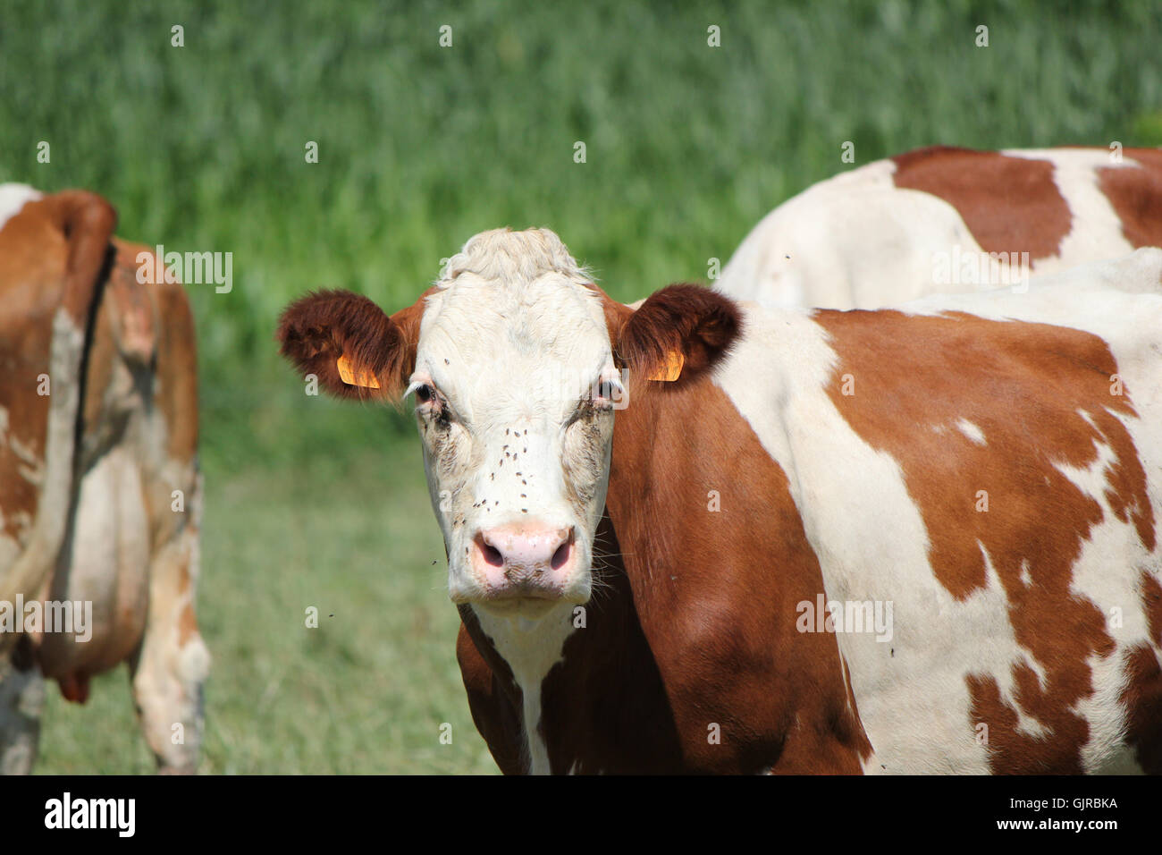 Cow looking at the photographer Stock Photo - Alamy