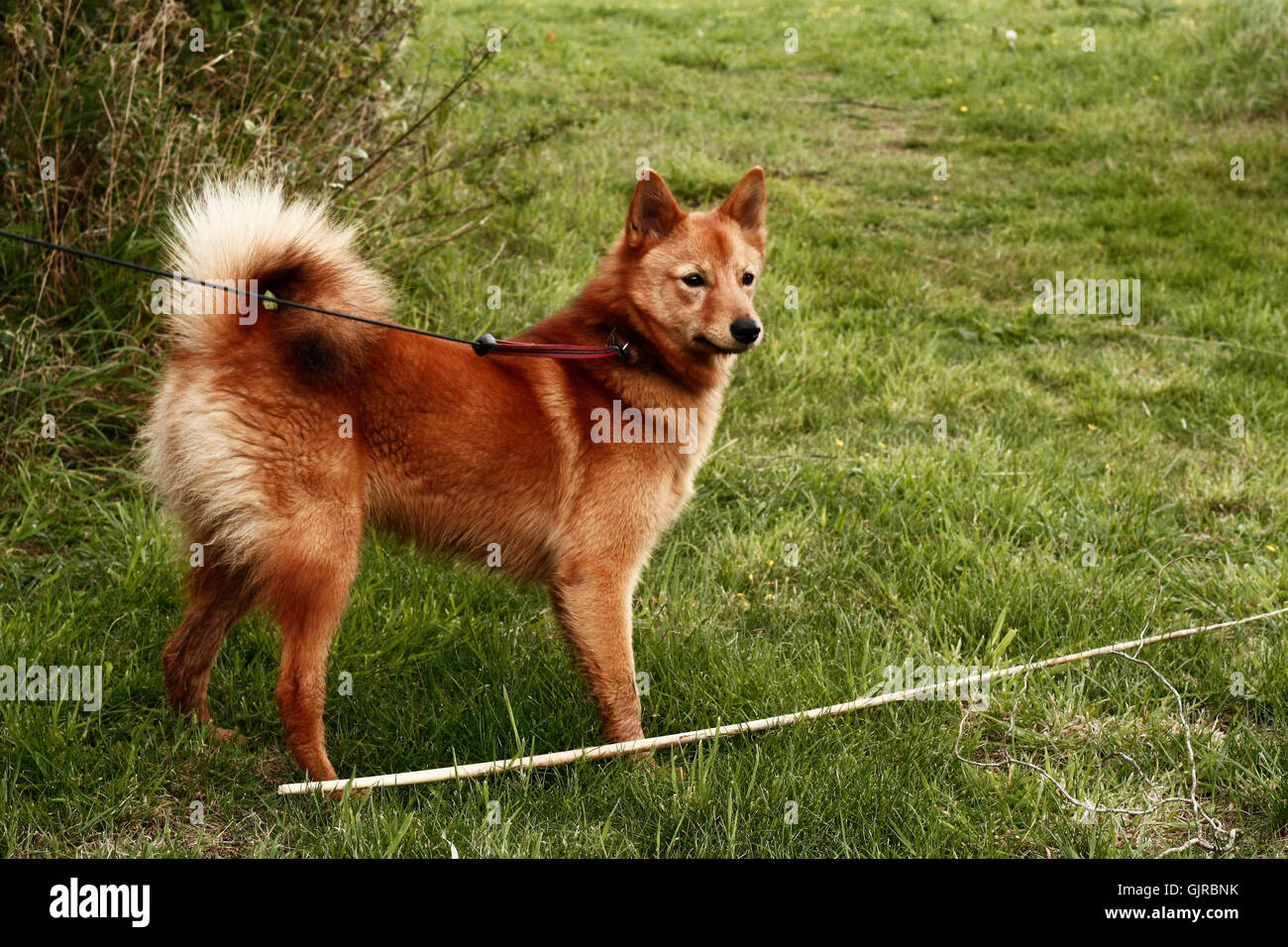 Finnish spitz hi-res stock photography and images - Alamy