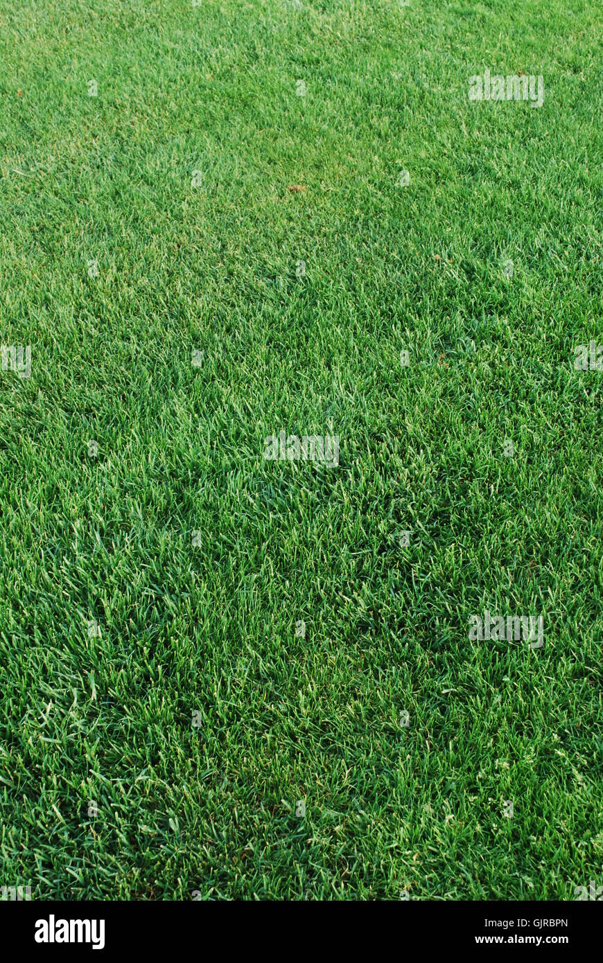 field pattern sport Stock Photo - Alamy