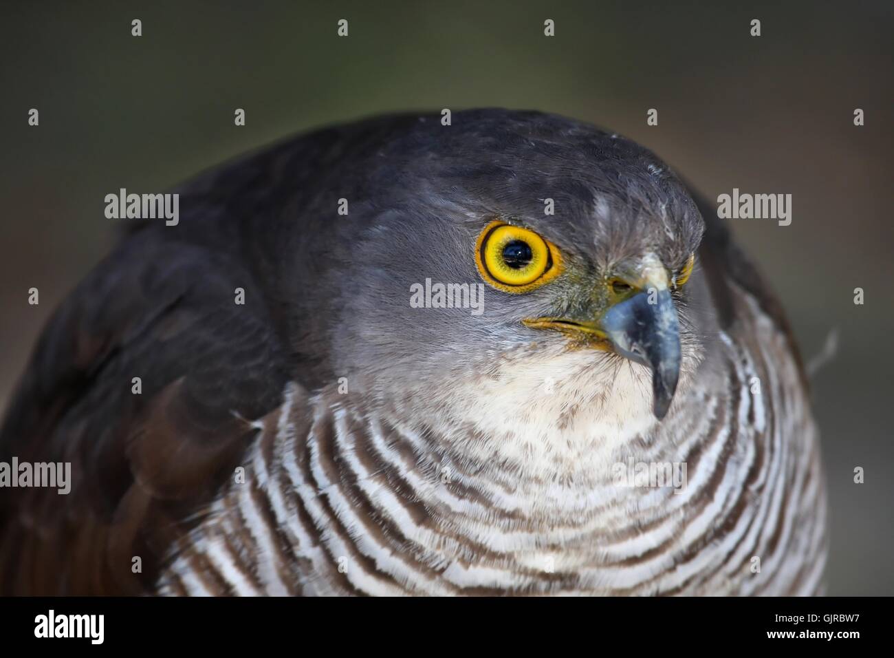 Powerful goshawk hi-res stock photography and images - Alamy