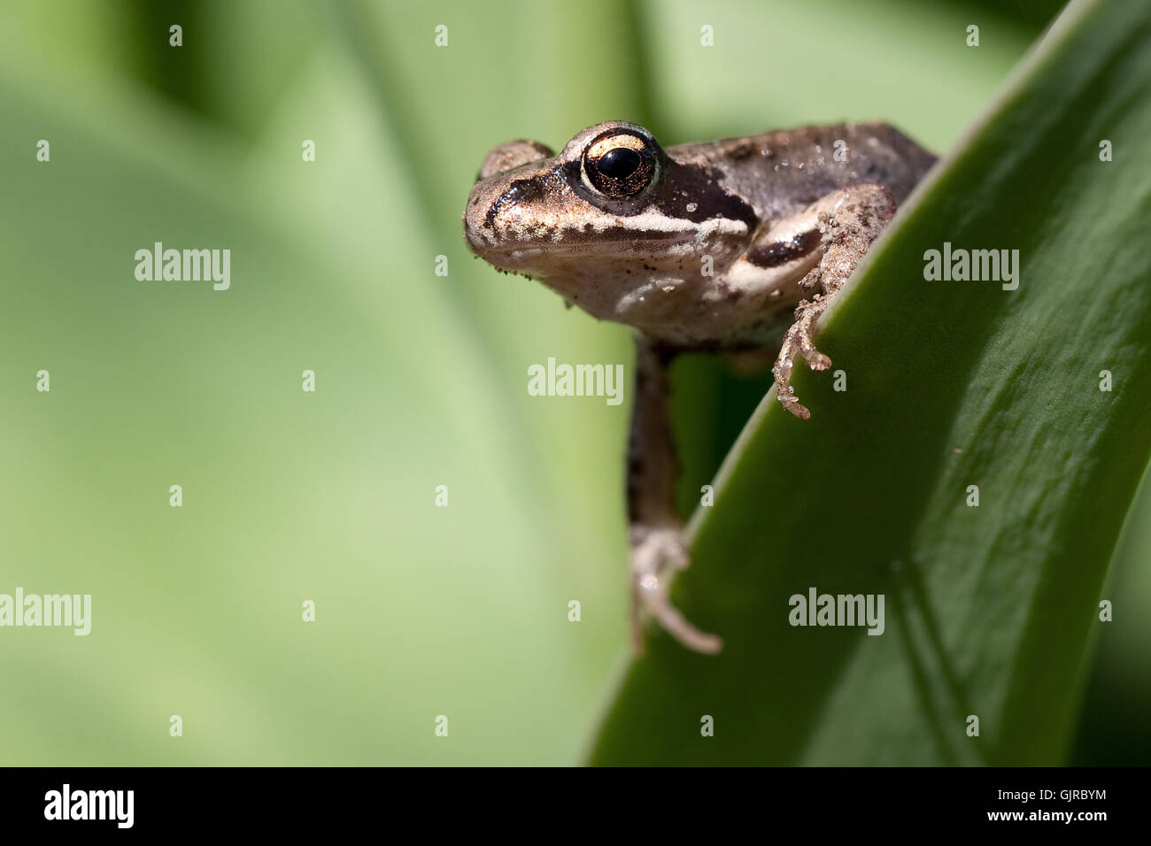 Curious frog hi-res stock photography and images - Alamy