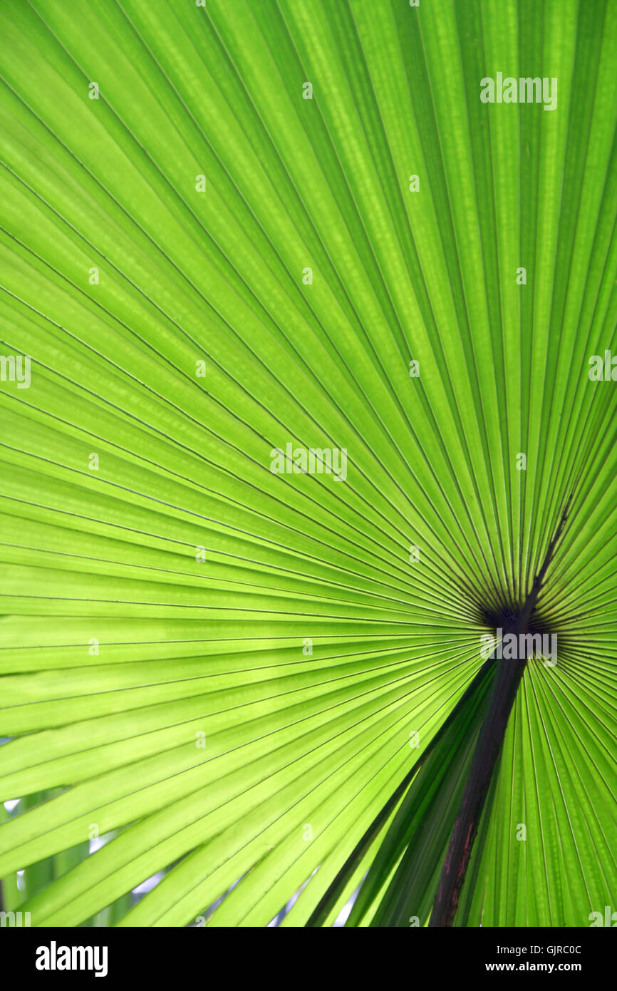 leaf abstract tropical Stock Photo - Alamy