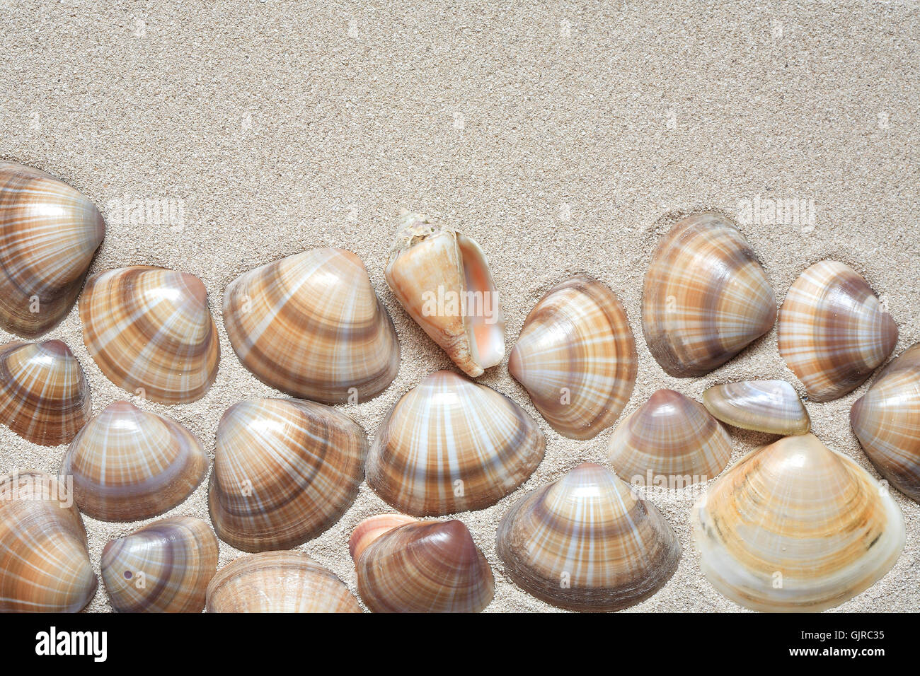 Shells On Sand Stock Photo - Alamy