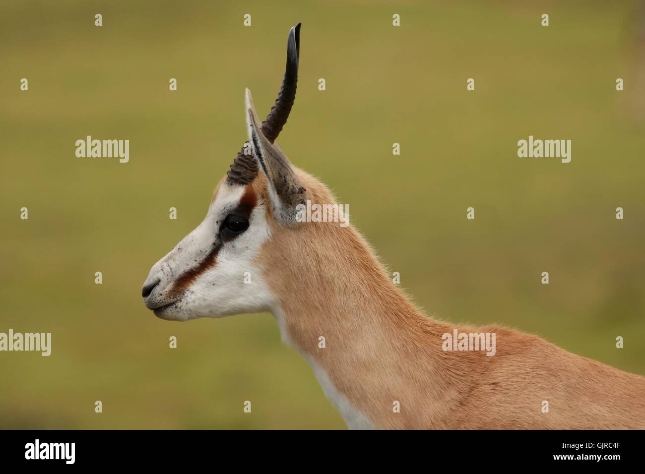 Springbuck Antelope Portrait Stock Photo - Alamy