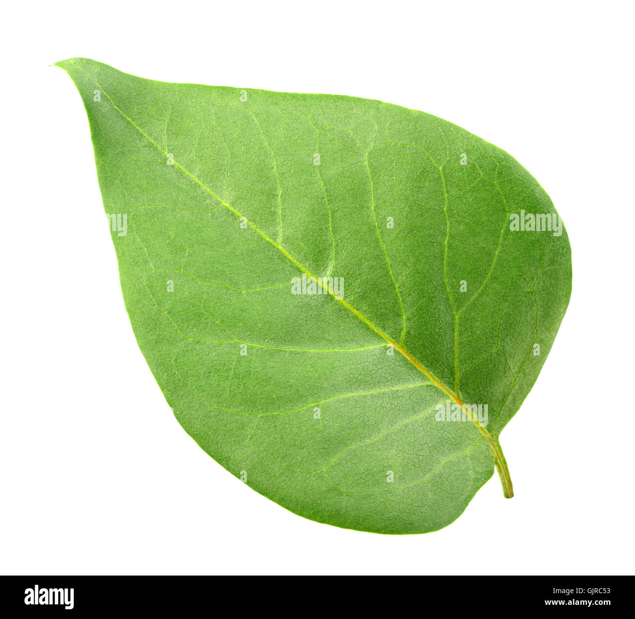 One green leaf Stock Photo - Alamy