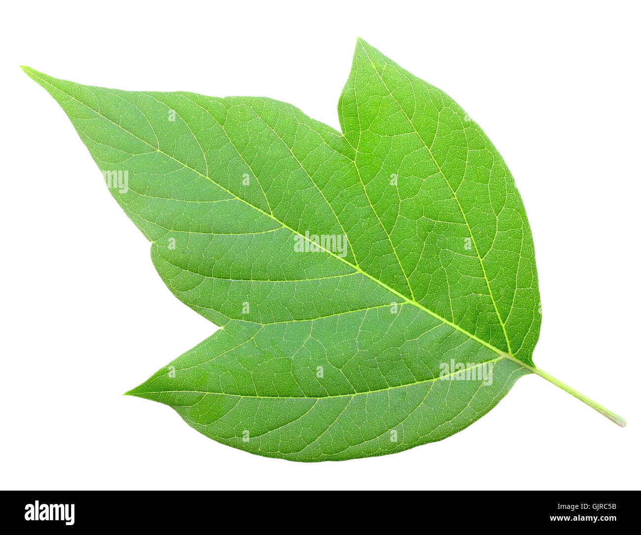 One green leaf Stock Photo - Alamy
