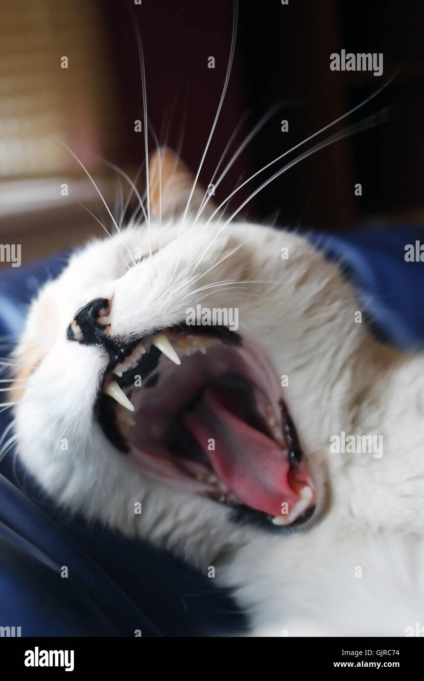 Cat kite hi-res stock photography and images - Alamy