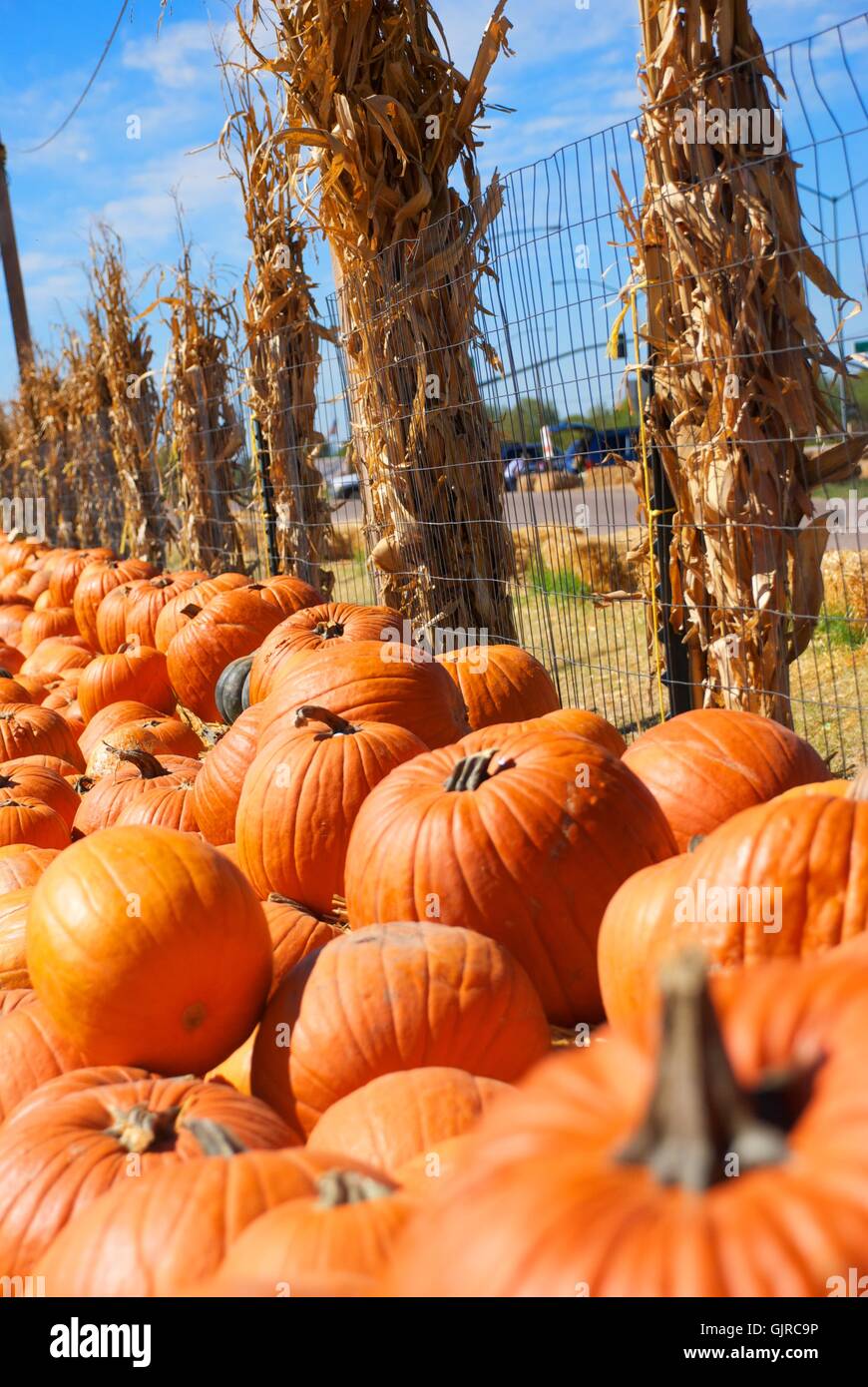 Pumpkin Patch With Corn Stalks Stock Photo - Alamy