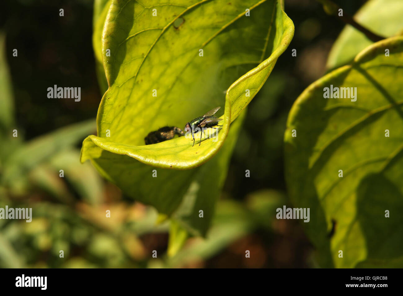 Daring Jumping Spider Stock Photo - Alamy