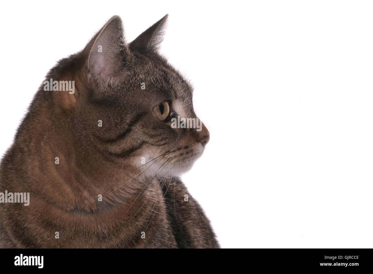 Female european cat hi-res stock photography and images - Alamy