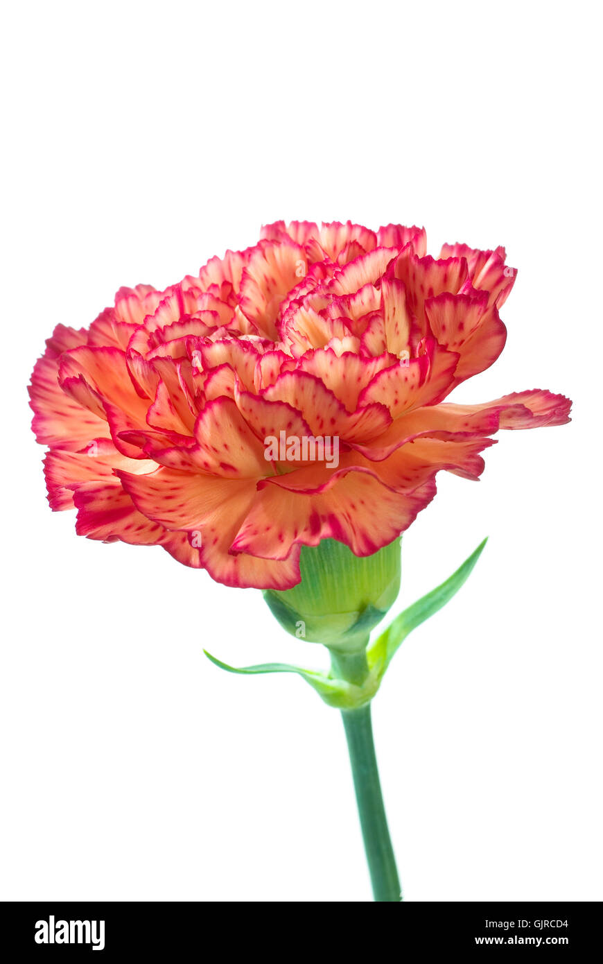 Carnation plant Cut Out Stock Images & Pictures - Alamy