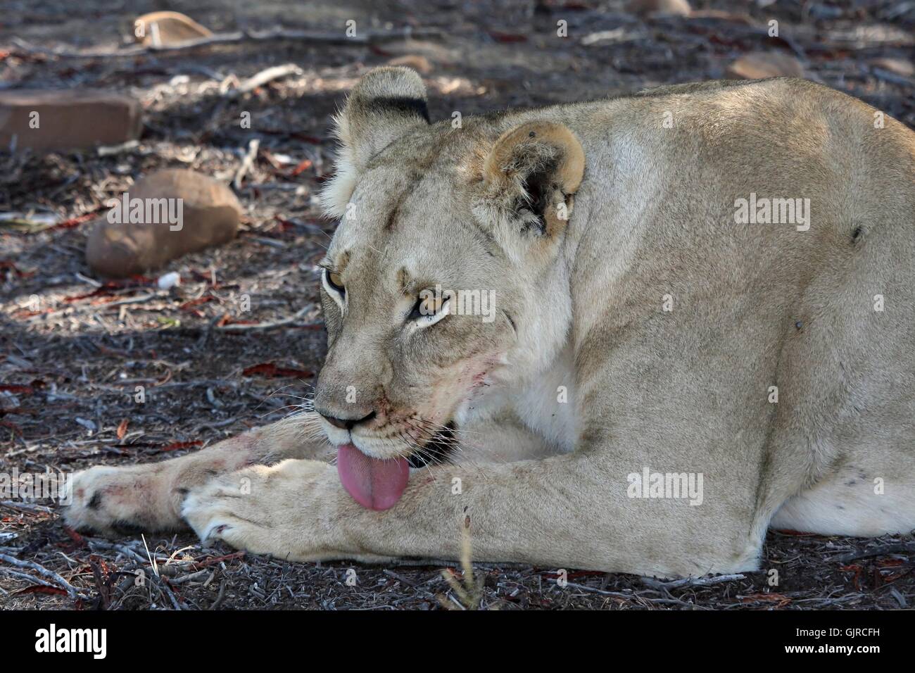 Cat grooming legs hi-res stock photography and images - Alamy
