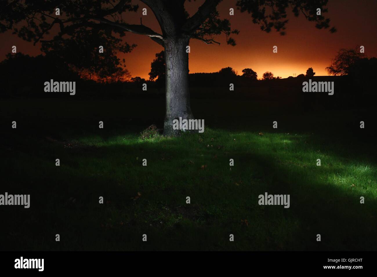 Tree and sunset Stock Photo - Alamy