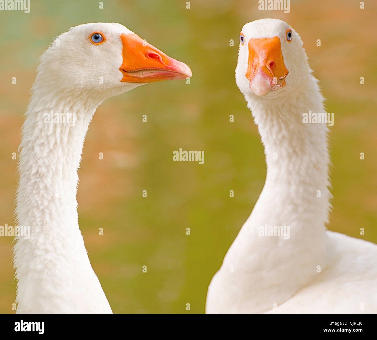 Two geese portrait Stock Photo - Alamy