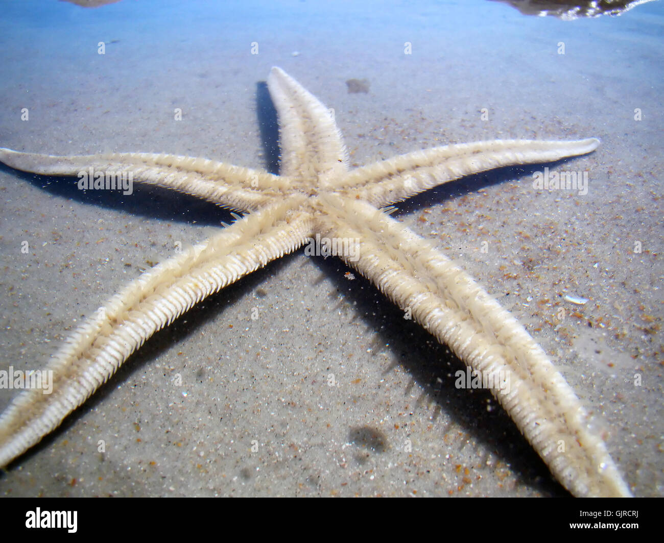 Starfish alive hi-res stock photography and images - Alamy